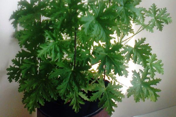 Hithit - HNOJÍTKO NEMO - ČESKÁ TECHNOLOGIE KRMENÍ ROSTLIN